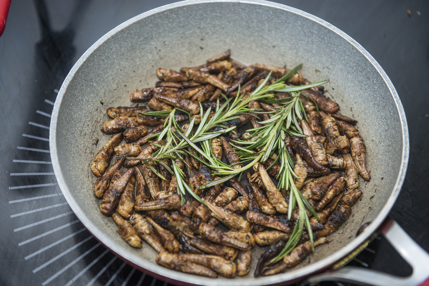 Cooking with Insects | MikroKosmos