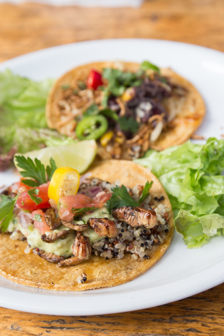 POP-UP: Y porque no, los Bichos? INSECT TACOS, OLÉ! | MikroKosmos