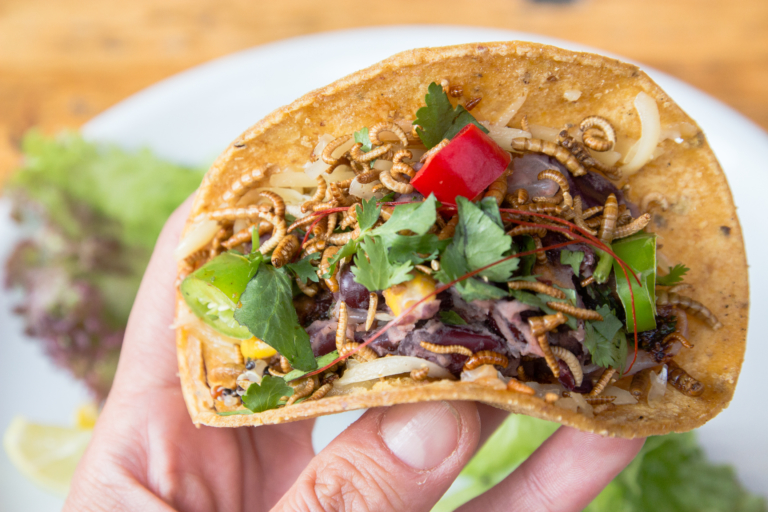 POP-UP: Y porque no, los Bichos? INSECT TACOS, OLÉ! | MikroKosmos